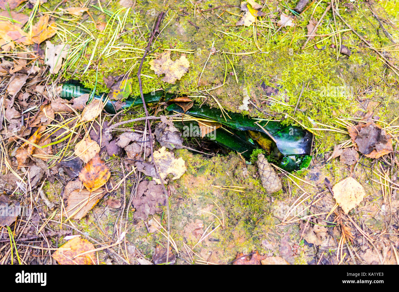 Broken green bottle on the ground in the forest.object, nature ...
