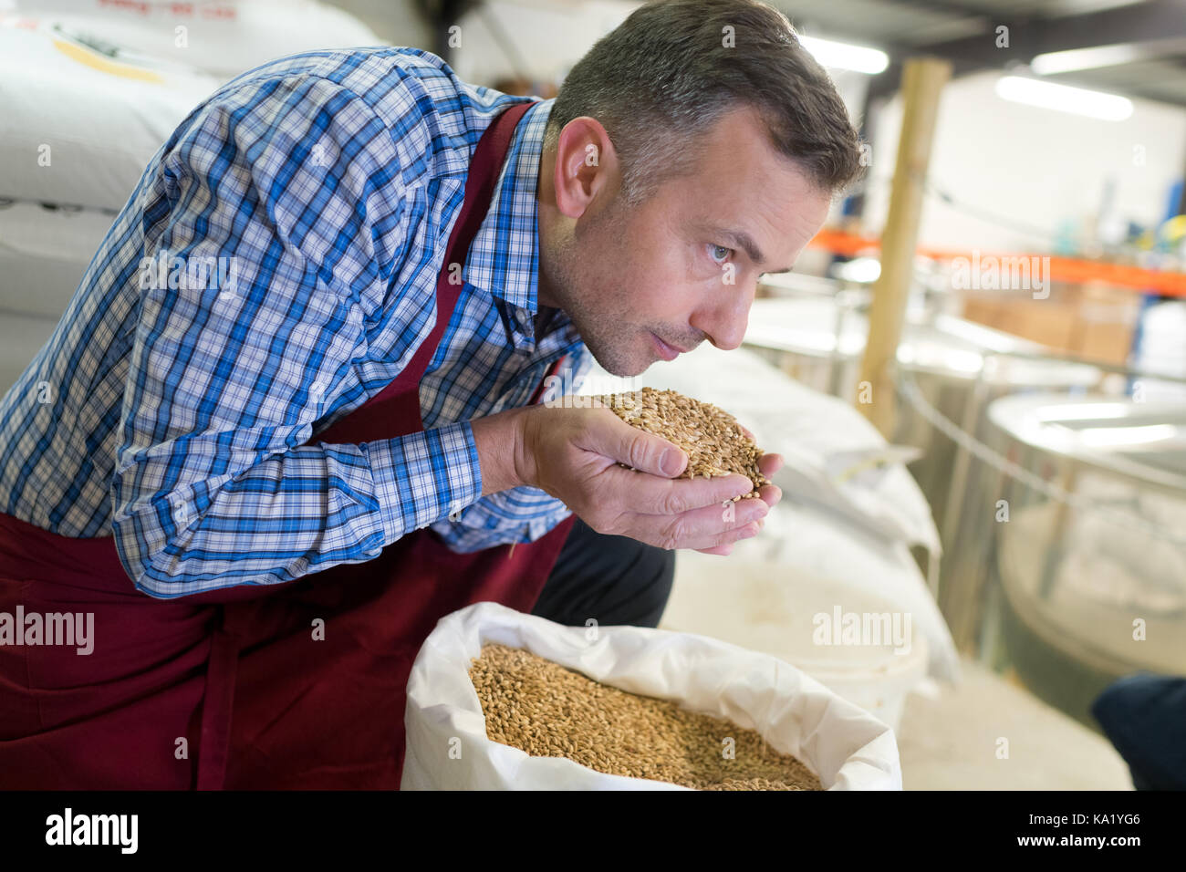 man smelling malt seeds Stock Photo - Alamy