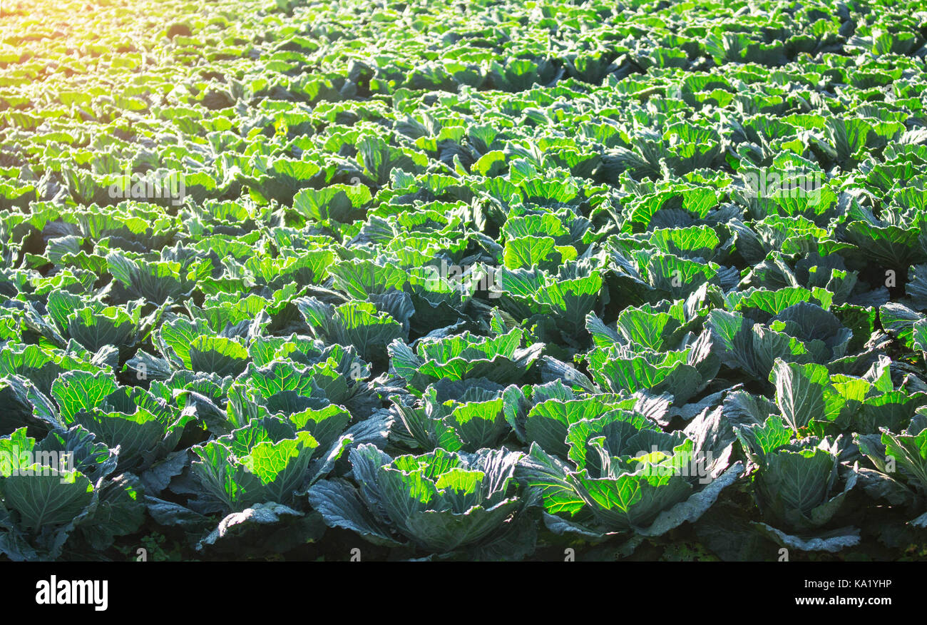 Cabbage on green garden with sunlight in the morning Stock Photo - Alamy
