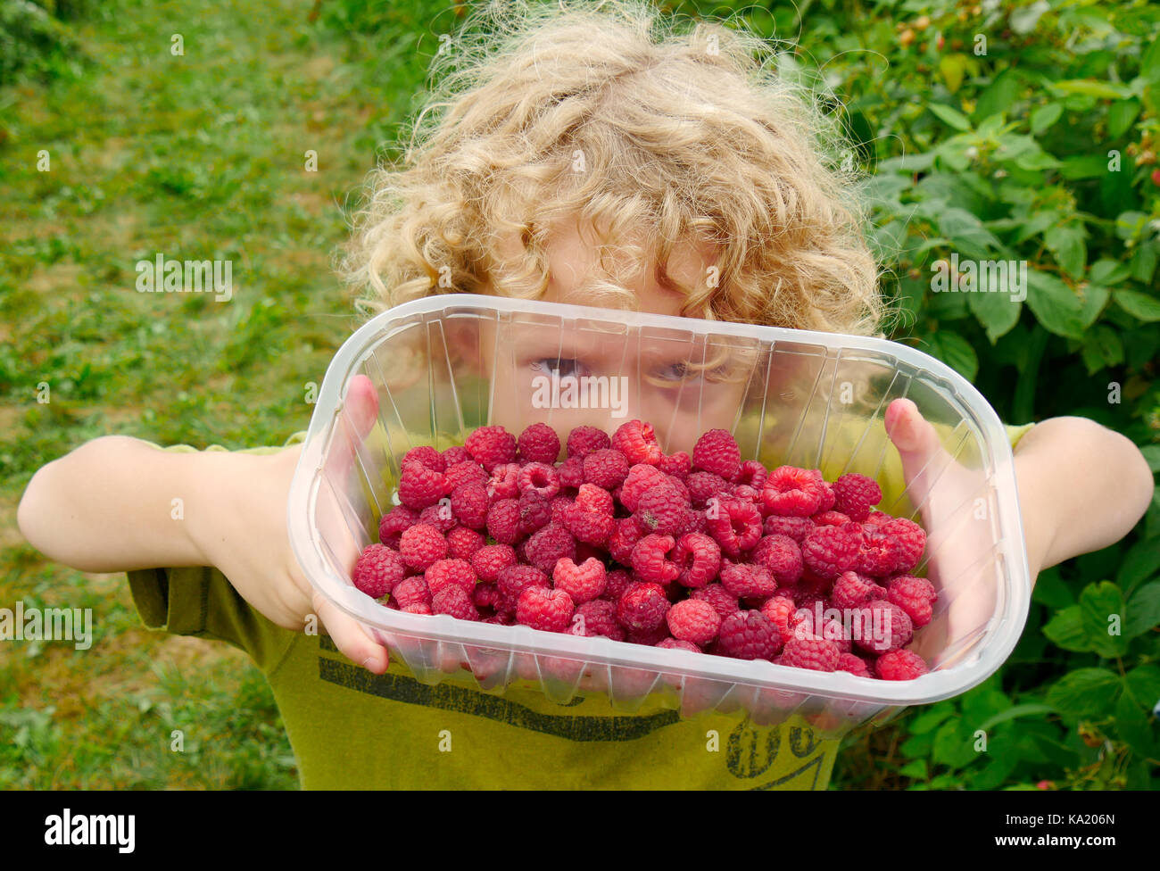 a little blond boy picking raspberries in the garden Stock Photo - Alamy