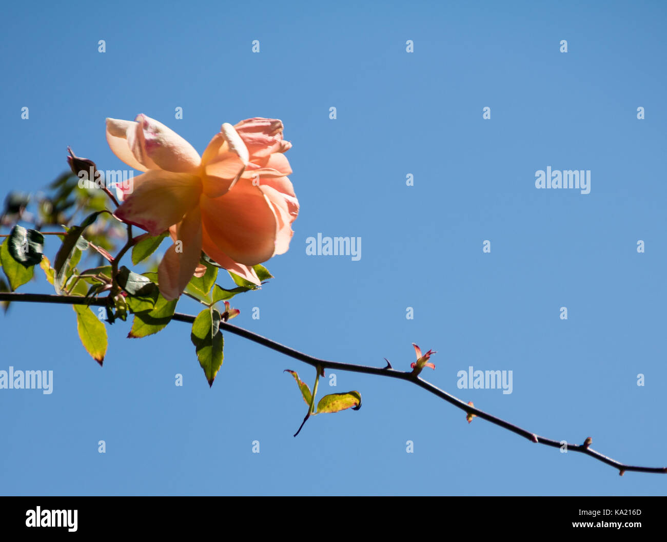 Flower single sky background hi-res stock photography and images - Alamy