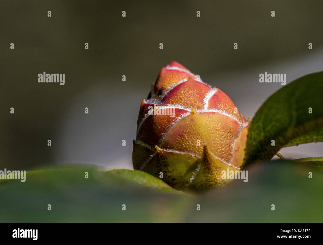 Bud of a spring flower Stock Photo - Alamy