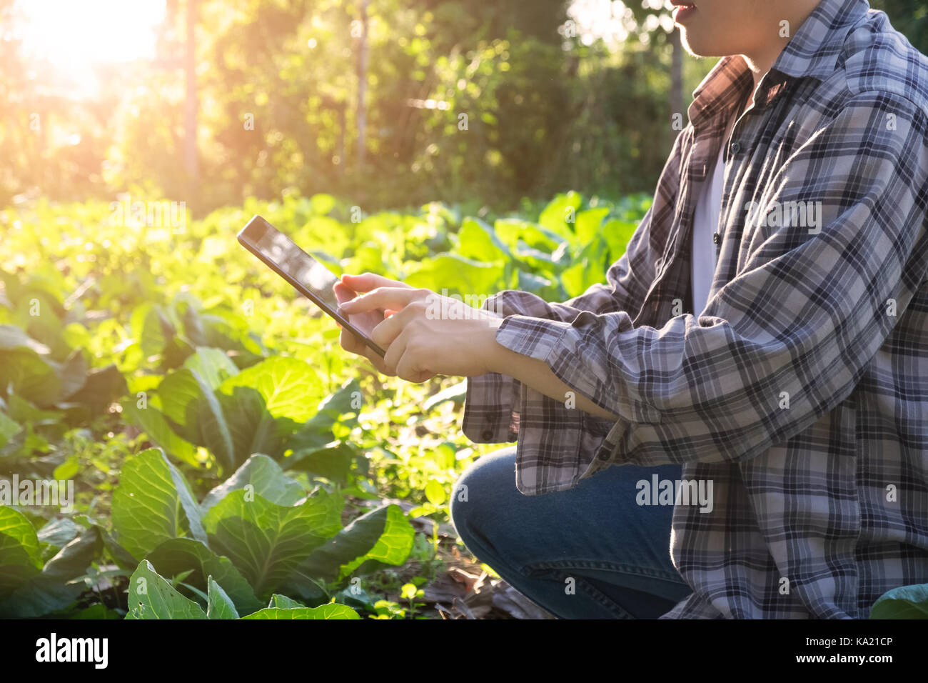 Agronomist using tablet computer on agriculture field and examining ...