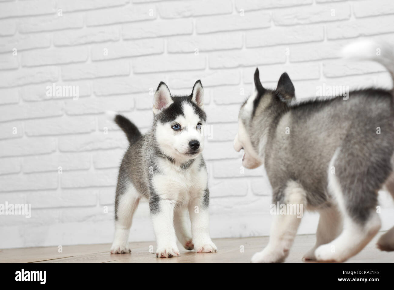 Siberian husky puppy at studio Stock Photo - Alamy