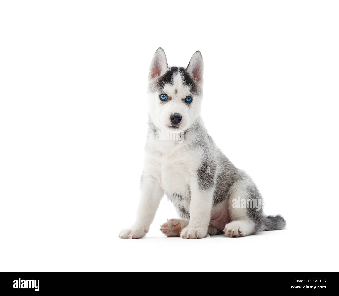 Siberian husky puppy at studio Stock Photo - Alamy