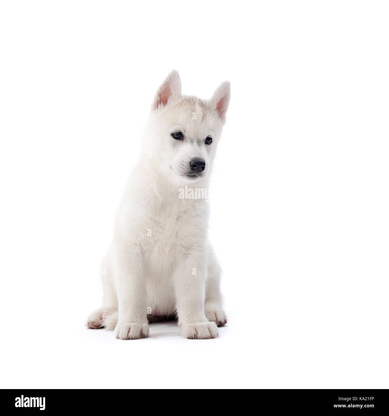 Siberian husky puppy at studio Stock Photo - Alamy