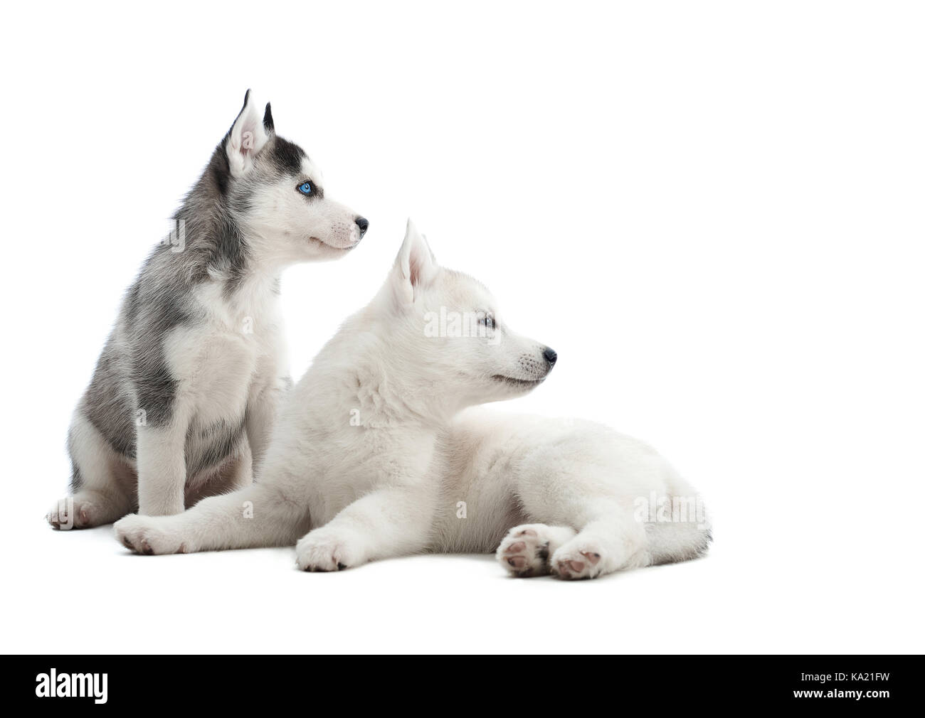 Siberian husky puppy at studio Stock Photo - Alamy