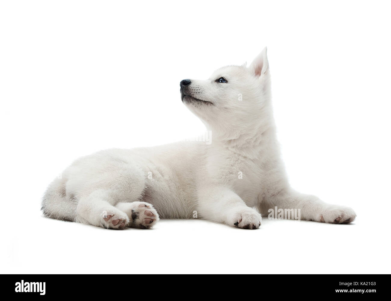 Siberian husky puppy at studio Stock Photo - Alamy