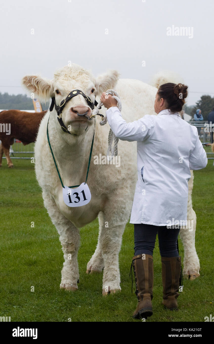 charolais cow in a country show Stock Photo - Alamy
