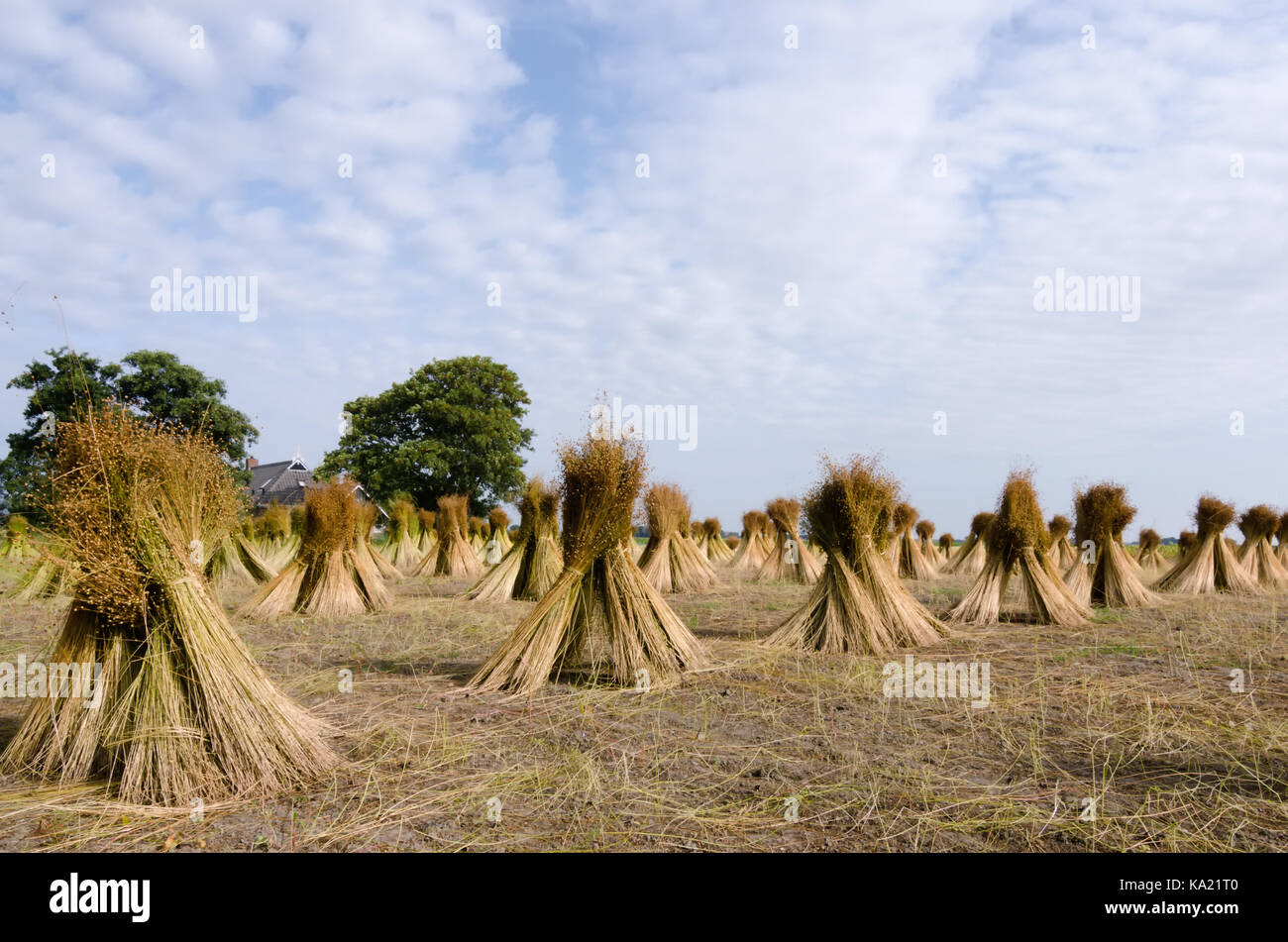 flax drying in the sun Stock Photo - Alamy