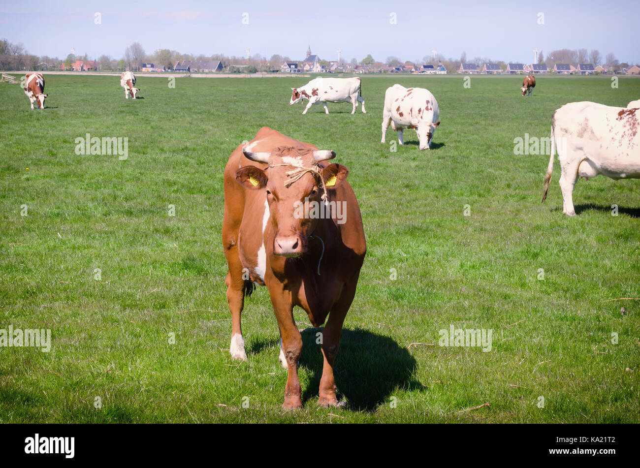 Nice cow hi-res stock photography and images - Alamy