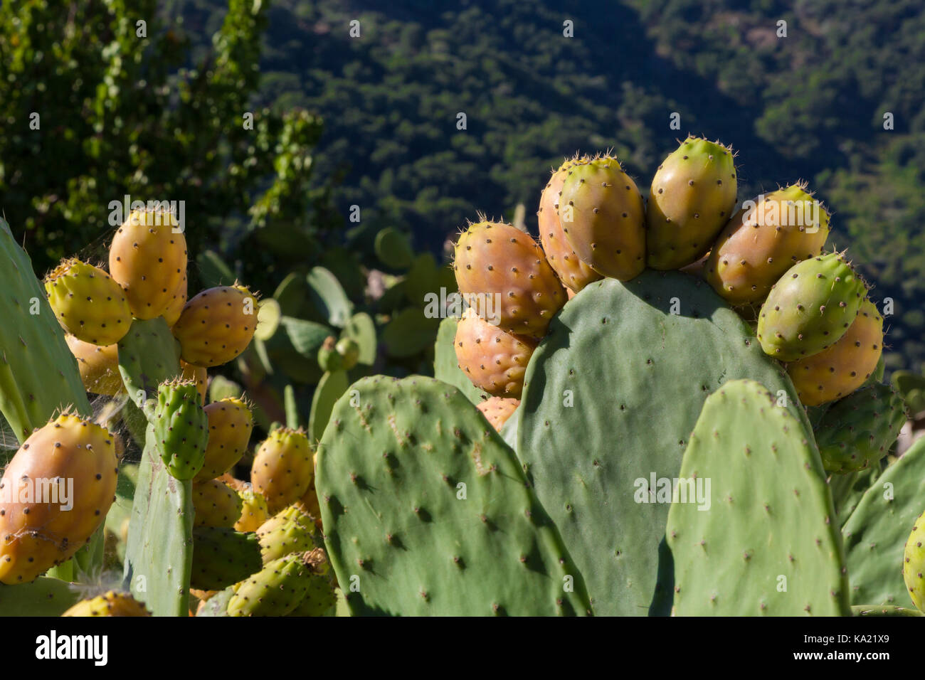 Tripi (Messina, Italy) - Landscape Stock Photo - Alamy