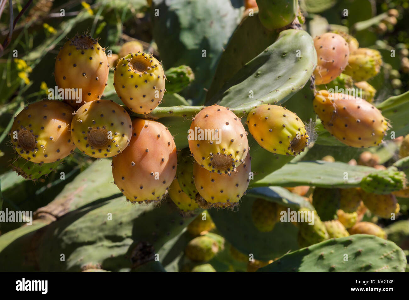 Tripi (Messina, Italy) - Landscape Stock Photo - Alamy
