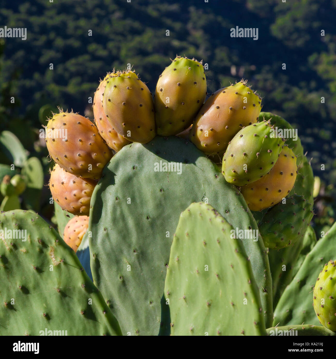 Tripi (Messina, Italy) - Landscape Stock Photo - Alamy
