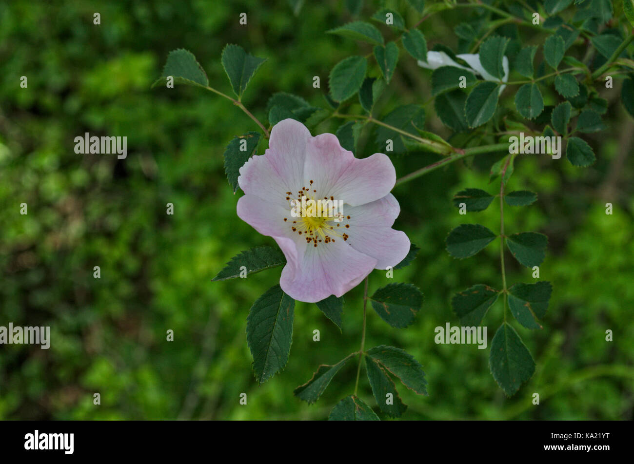 Beautiful wild bush flower Stock Photo - Alamy