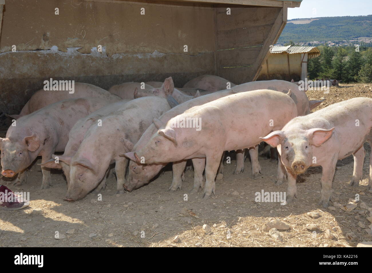 Pigs in their natural surroundings , Saint Christol, France Stock Photo ...