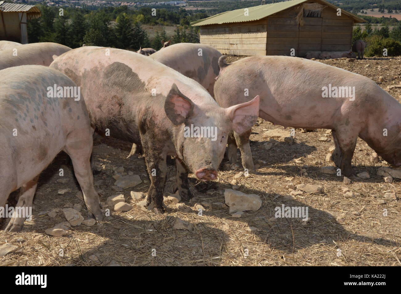 Breeding pig hi-res stock photography and images - Alamy