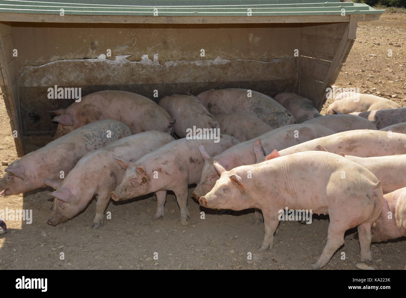 Pigs in their natural surroundings , Saint Christol, France Stock Photo ...