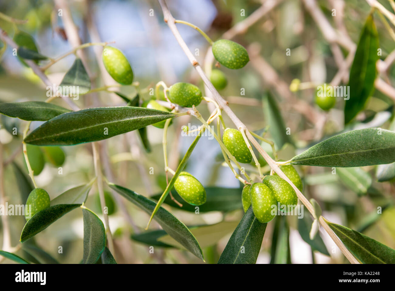 Close up of a branch of an olive tree with fruits Stock Photo - Alamy
