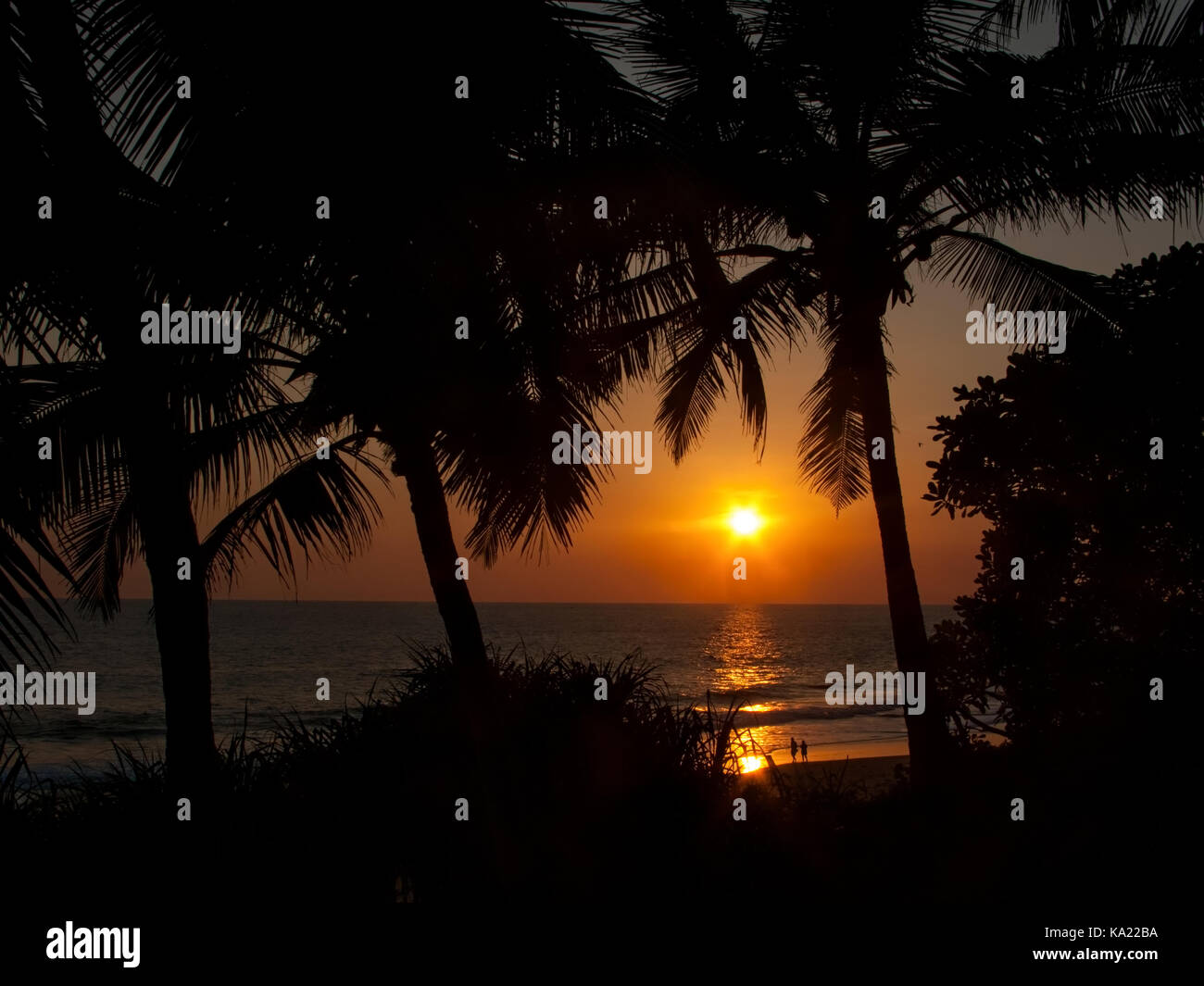 Red sunset and silhouettes of palm trees on the beach. Chowara, Kerala ...