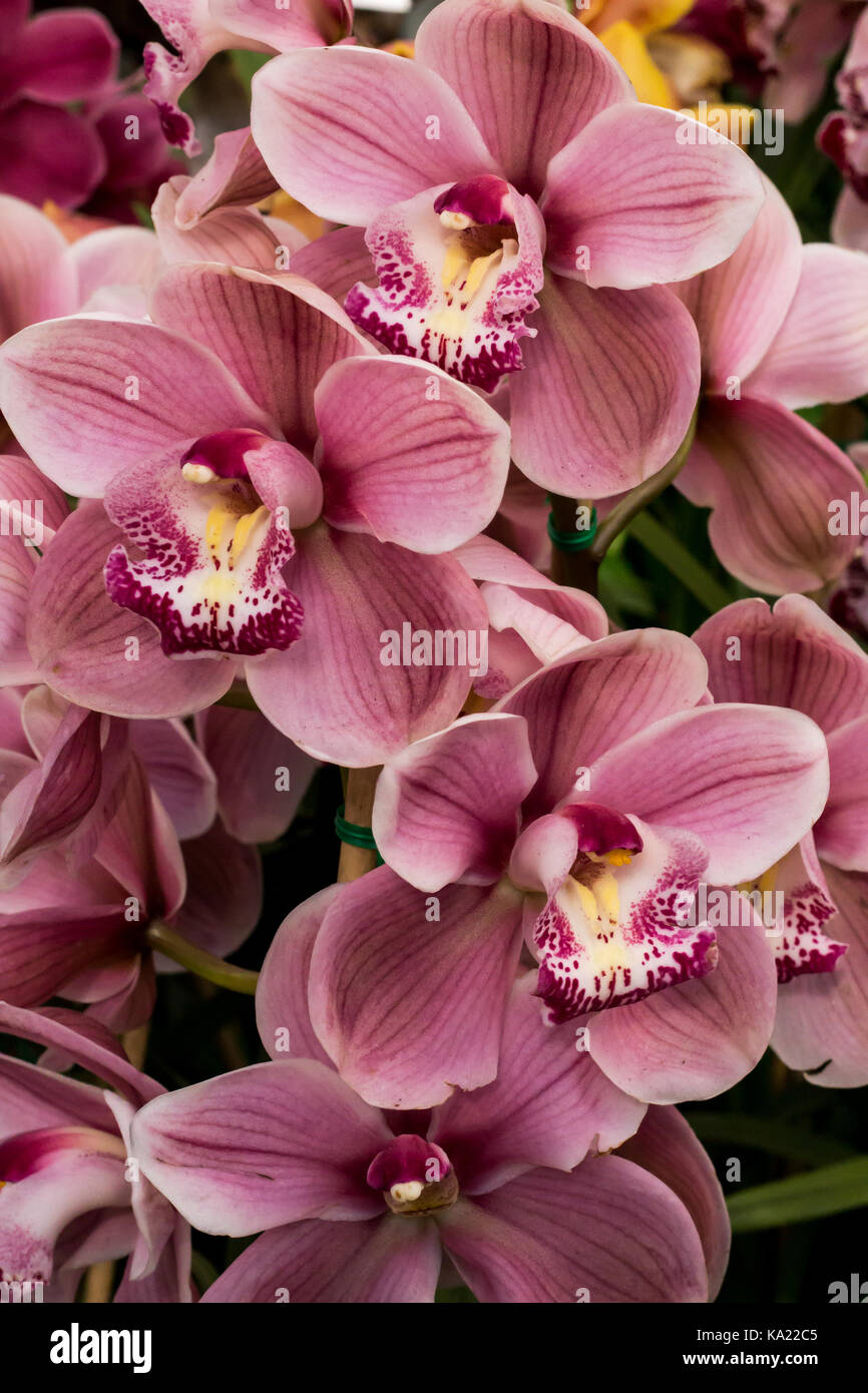Purple cymbidium hi-res stock photography and images - Alamy