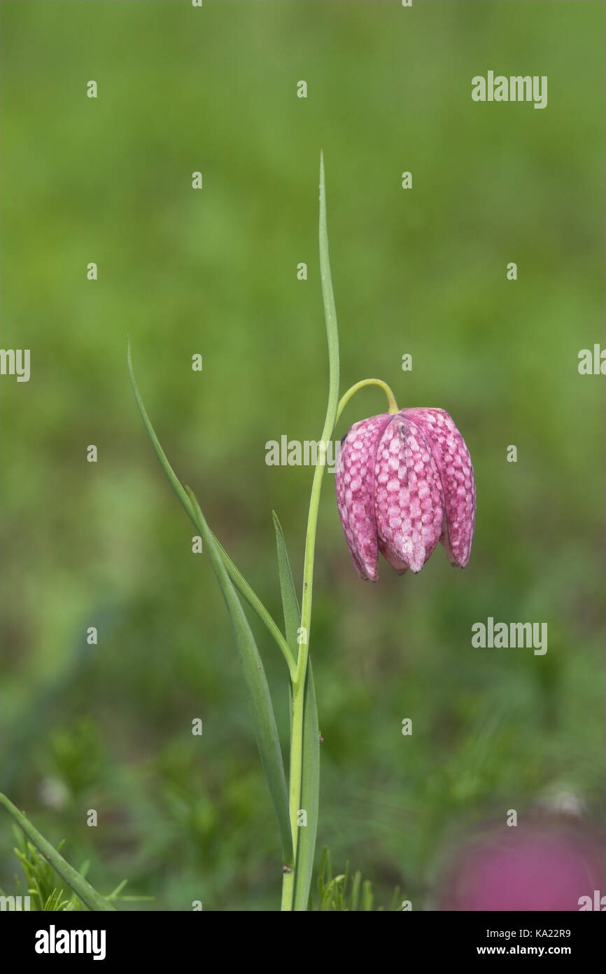 Chess flower, Fritillaria meleagris, plants, chess board flower ...