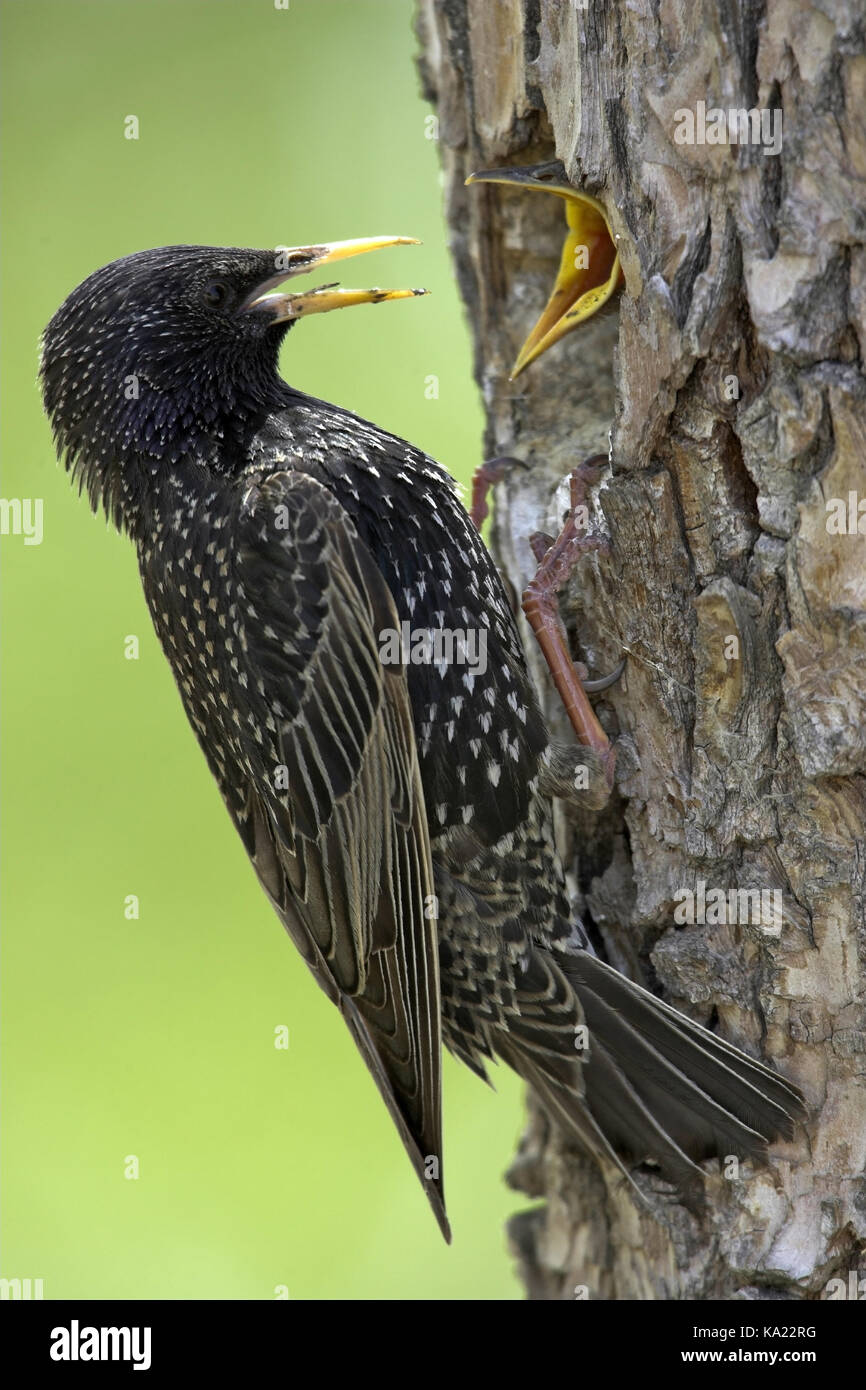 Star, Sturnus vulgaris, Common Starling, birds, nest, portrait format ...