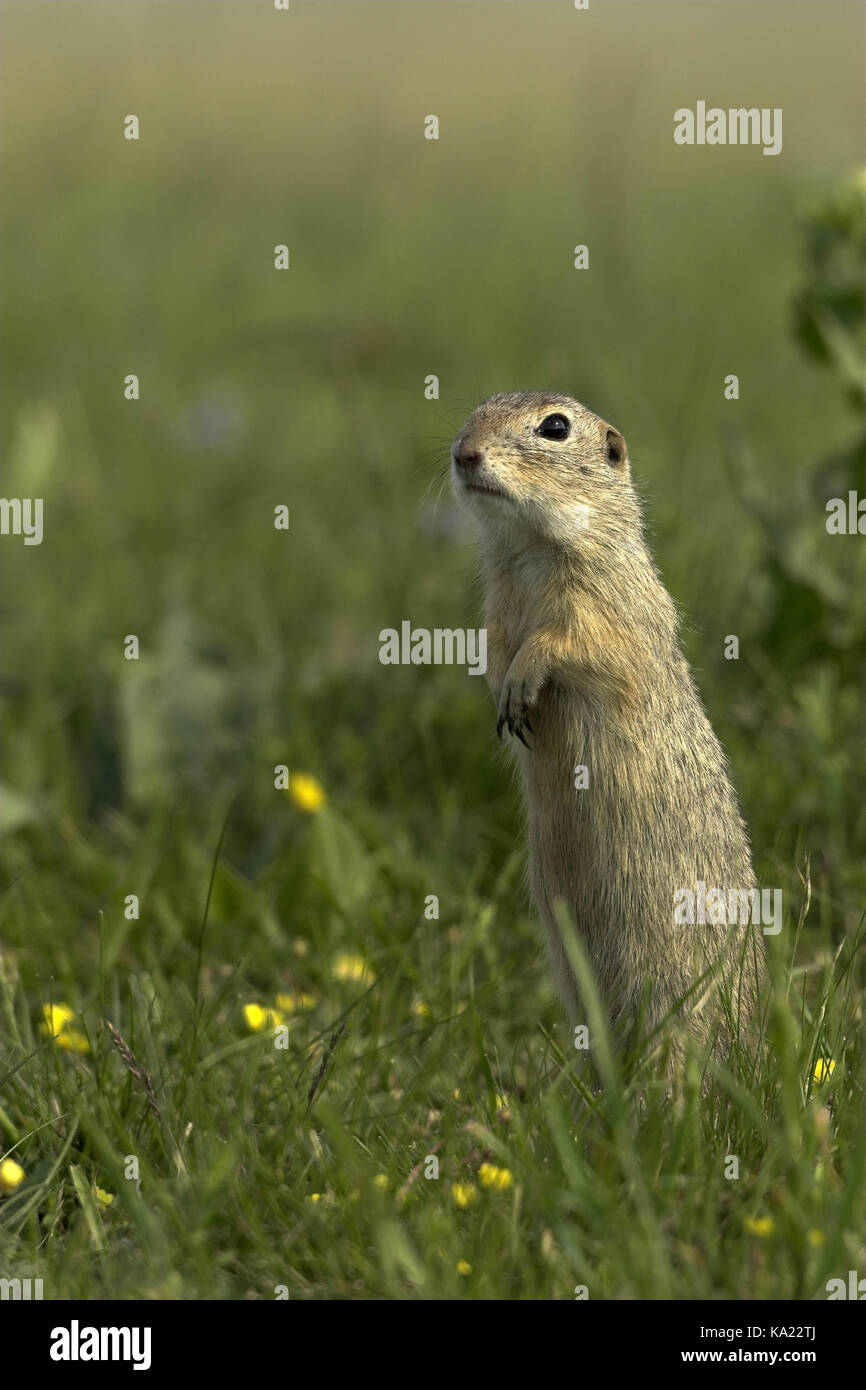 Europaisches ziesel hi-res stock photography and images - Alamy