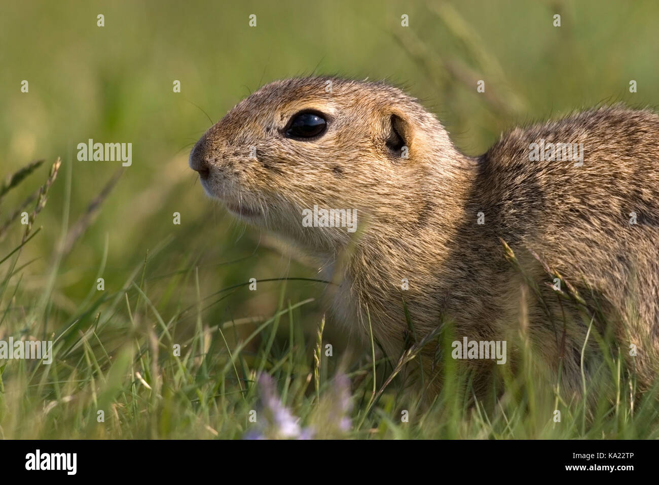 Ziesel, Citellus citellus, European souslik, European Ziesel ...