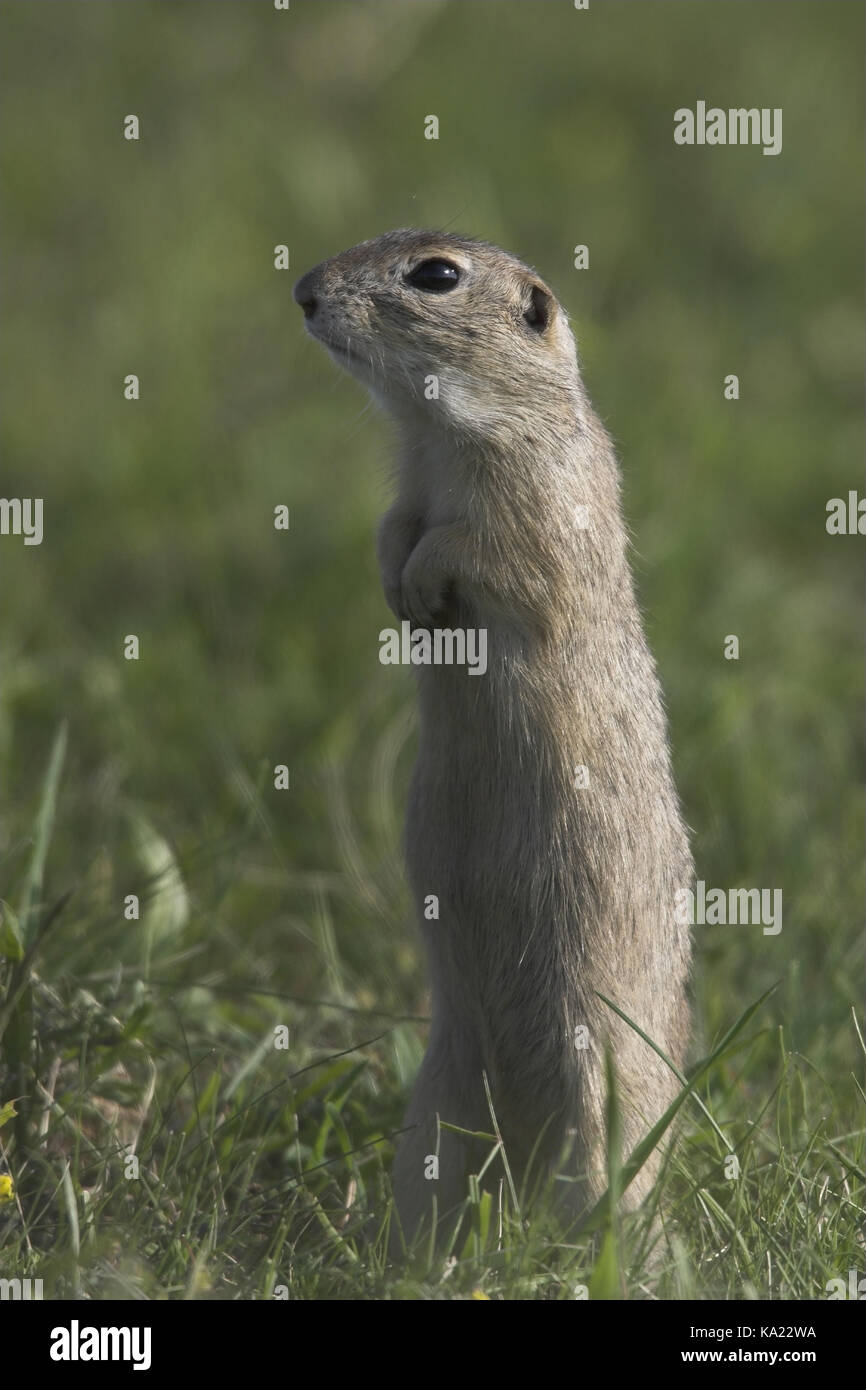 Ziesel, Citellus citellus, European souslik, European Ziesel ...