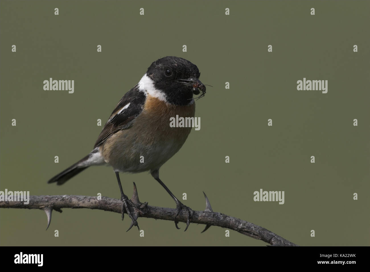 Birds horizontal hi-res stock photography and images - Alamy