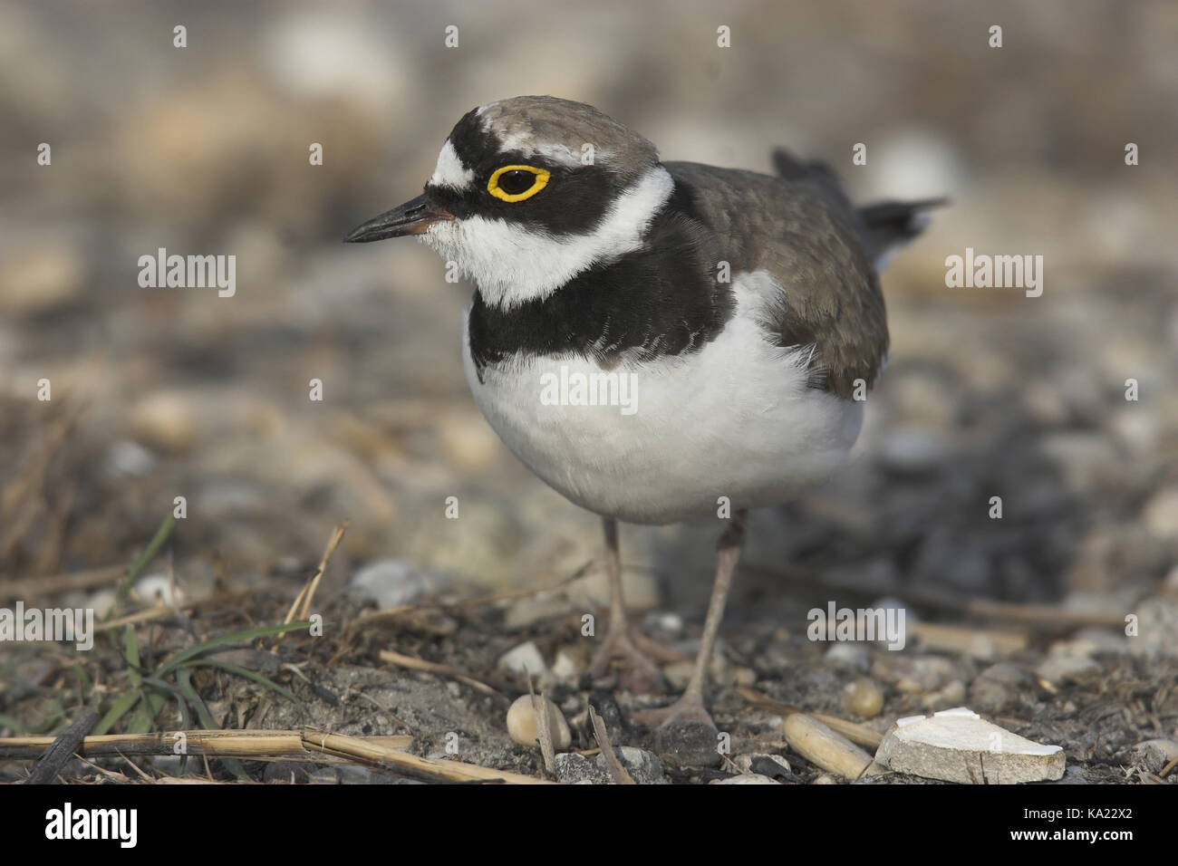 River rain piper, Charadrius dubius, Little Ringed Plover, river rain ...