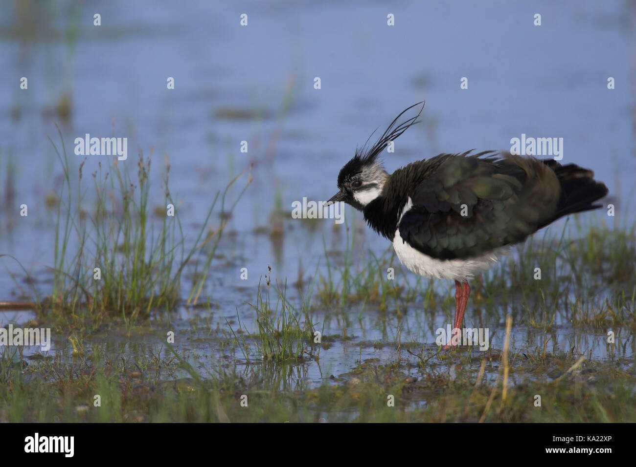 Peewit, Vanellus vanellus, to Northern Lapwing, birds, horizontal ...