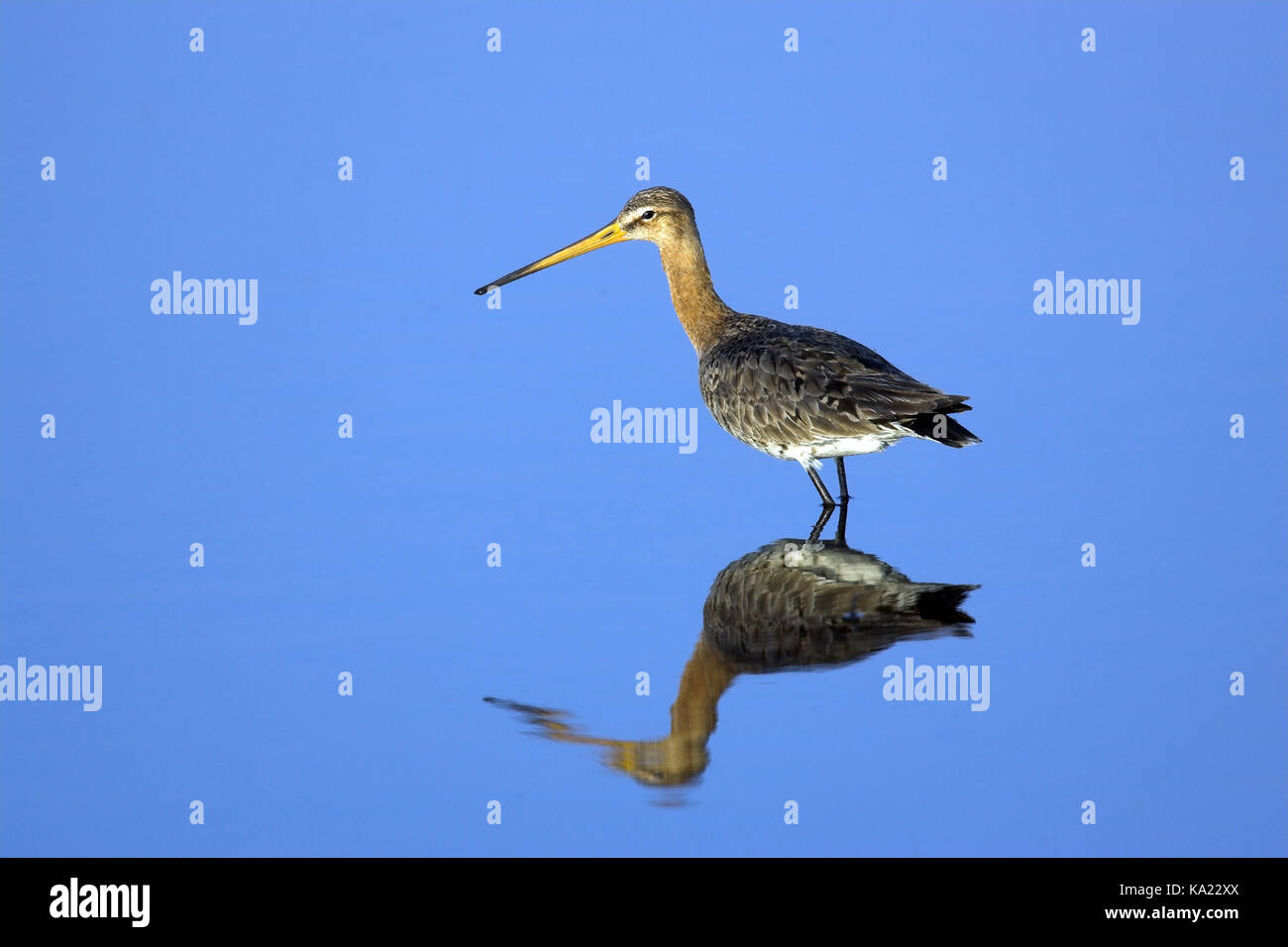 Bank snipe, Limosa limosa, birds, Black-tailed Godwit, horizontal ...