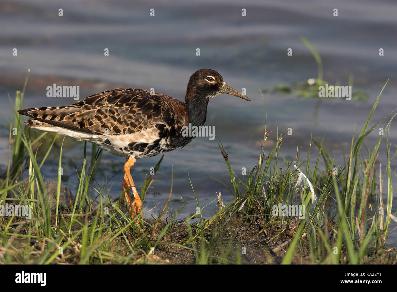 Horizontal ruff hi-res stock photography and images - Alamy