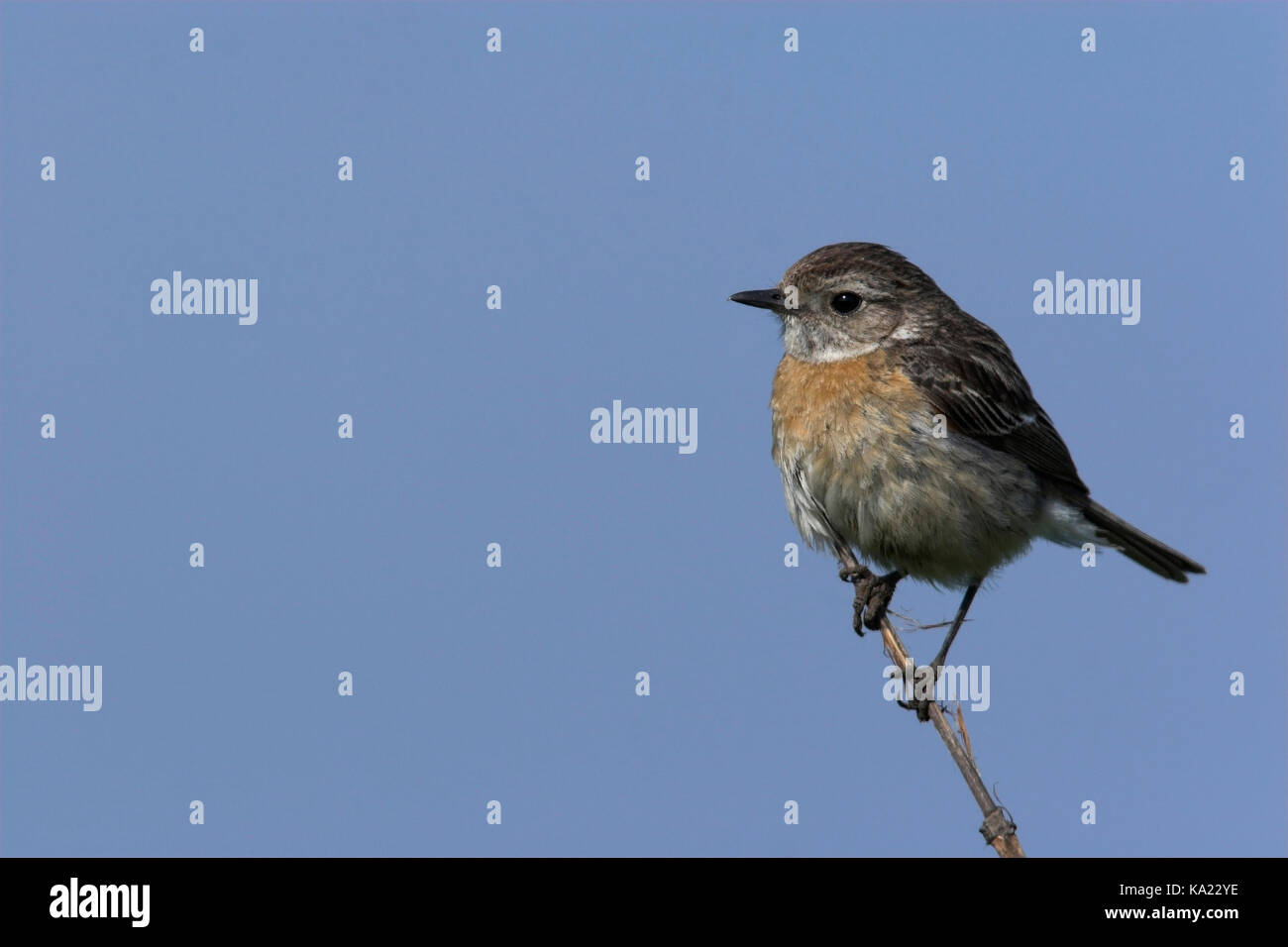 Birds horizontal hi-res stock photography and images - Alamy