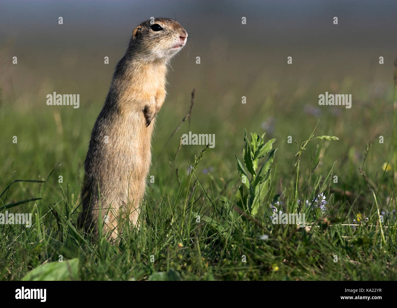 Ziesel, Citellus citellus, European souslik, European Ziesel ...