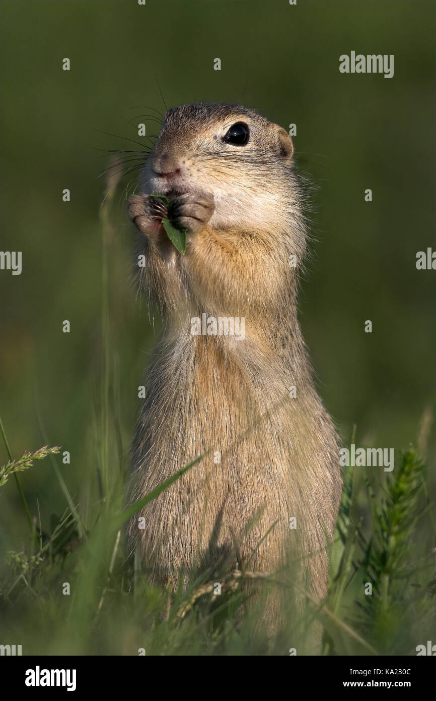 Ziesel, Citellus citellus, European souslik, European Ziesel ...