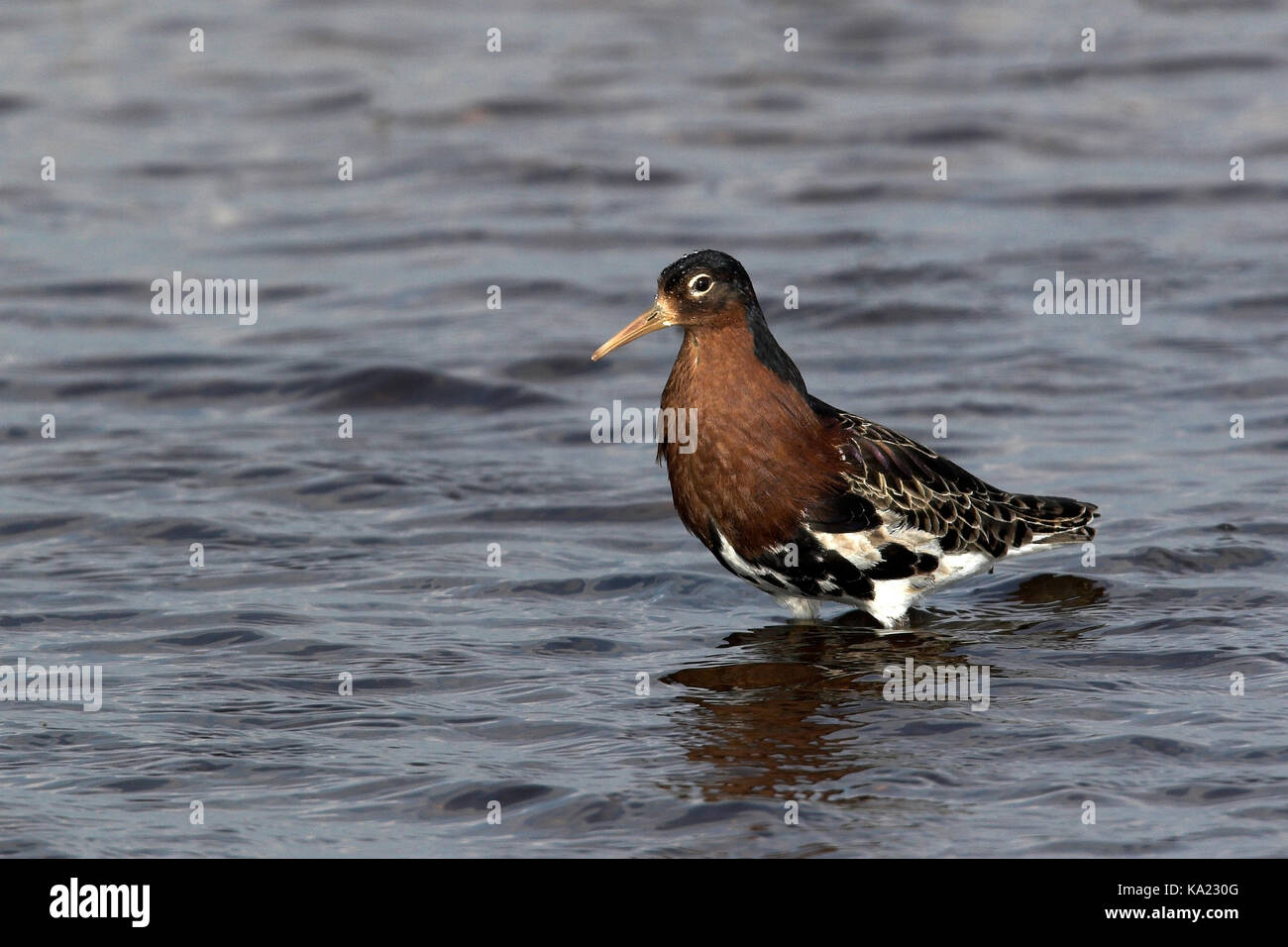 Horizontal ruff hi-res stock photography and images - Alamy