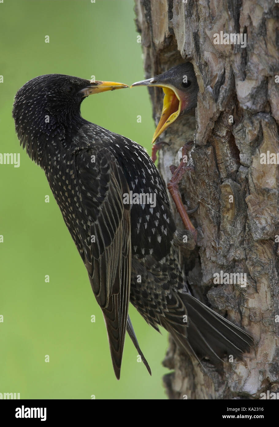 Star, Sturnus vulgaris, Common Starling, birds, nesting cave, portrait ...