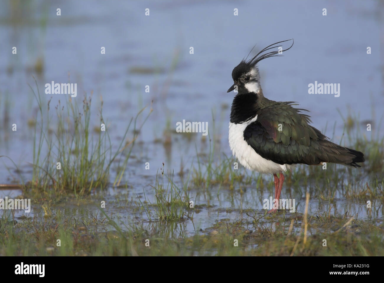 Peewit, Vanellus vanellus, to Northern Lapwing, birds, horizontal ...