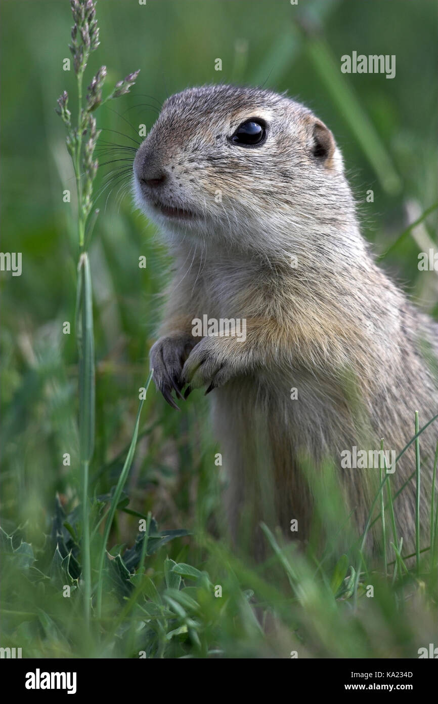 Ziesel, Citellus citellus, European souslik, European Ziesel ...