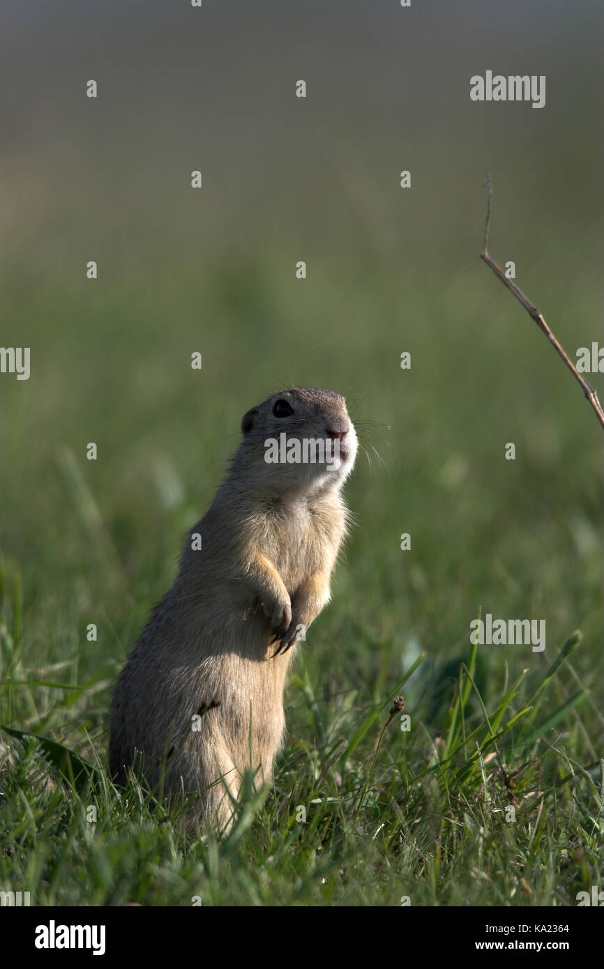 Ziesel, Citellus citellus, European souslik, European Ziesel ...