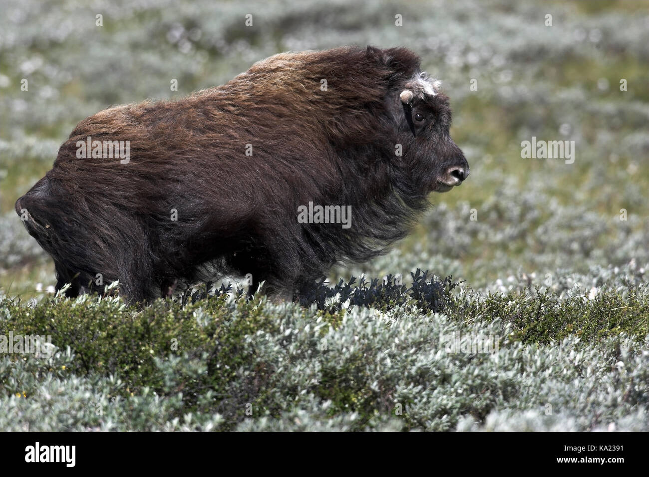 Musk ox with strong wind, Moschusochse bei starkem Wind Stock Photo - Alamy