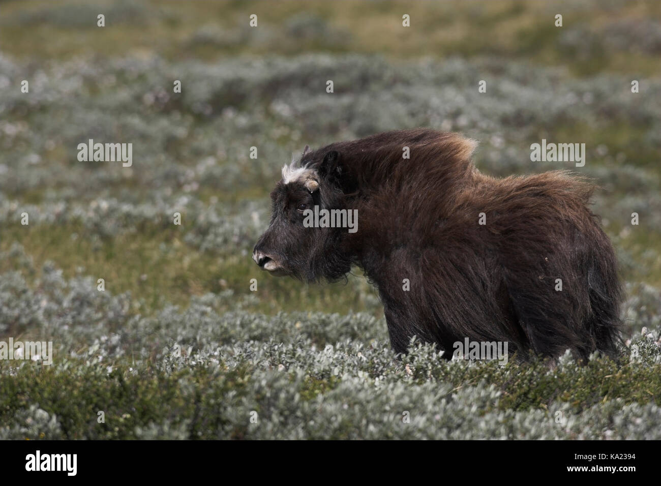 Musk ox with strong wind, Moschusochse bei starkem Wind Stock Photo - Alamy