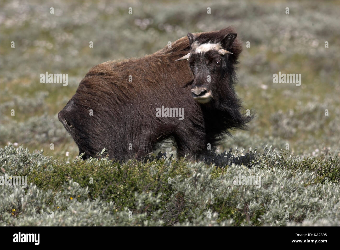 Strong As An Ox High Resolution Stock Photography and Images - Alamy
