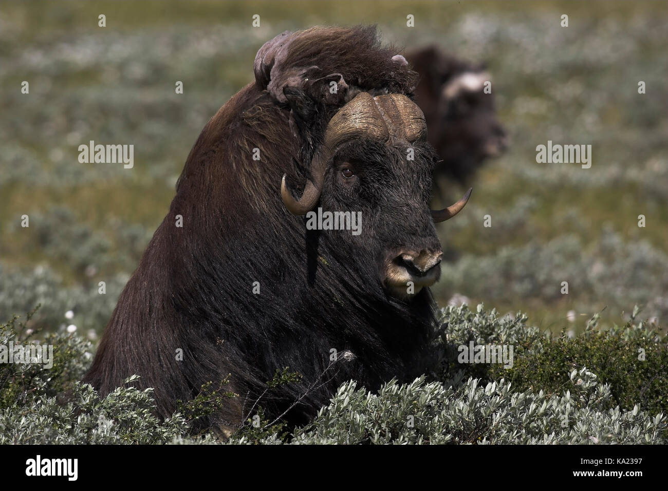 Strong As An Ox Stock Photos & Strong As An Ox Stock Images - Alamy