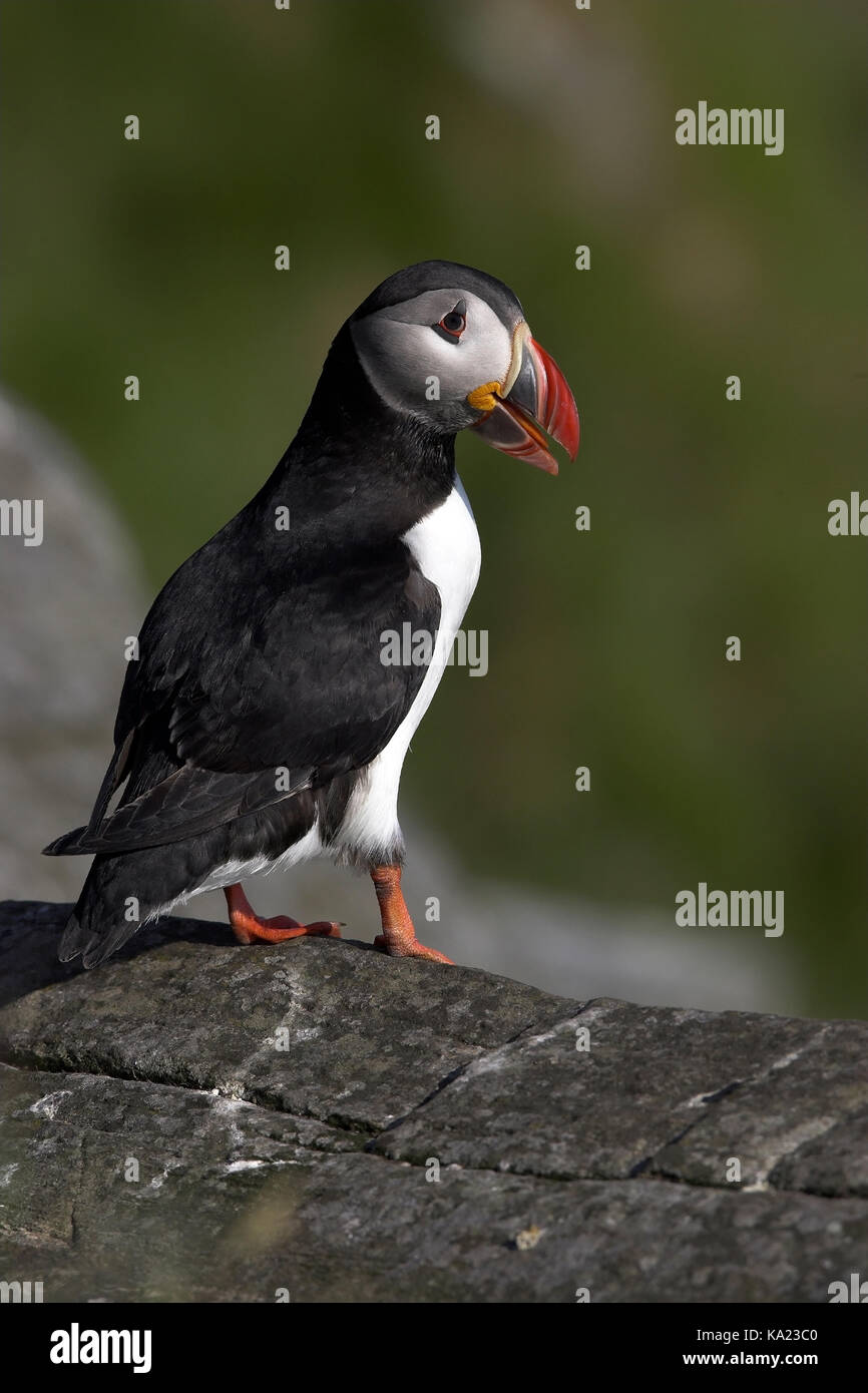 Parrot diver, Atlantic Puffin, Fratercula arctica , Papageitaucher ...