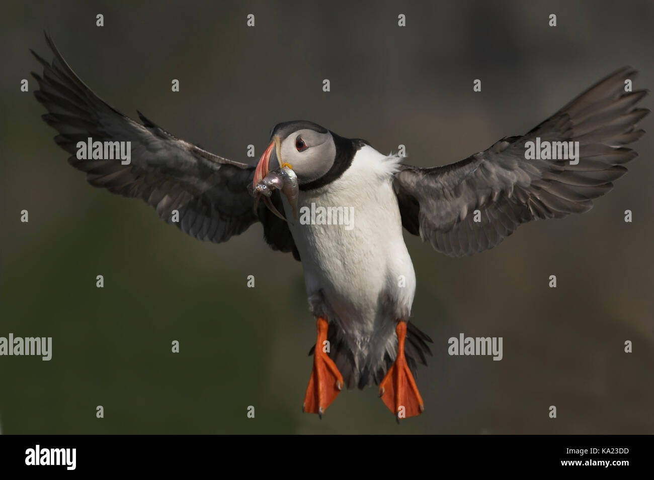 Parrot diver with fish in the beak in the land flight, Papageitaucher ...