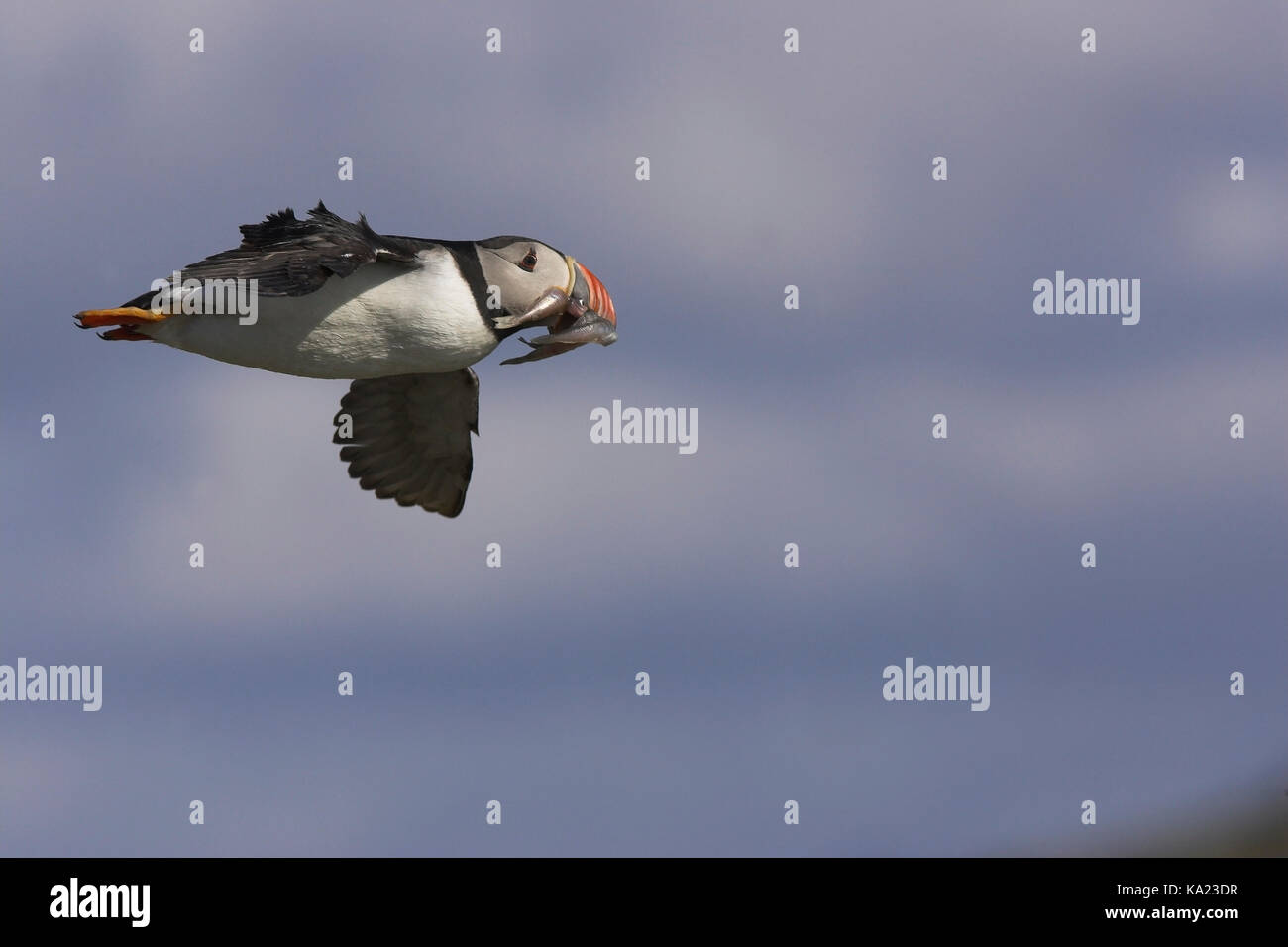 Parrot Diver High Resolution Stock Photography and Images - Alamy